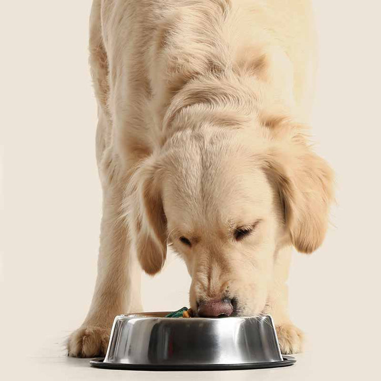 Dog Food Offers – Petplanet