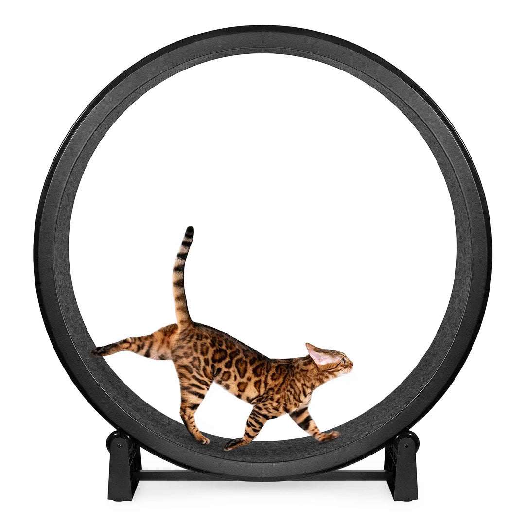 One Fast Cat Exercise Wheel - Gen 7 - 48 inches - Black – Petplanet